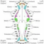 Human Teeth vs. Dog, Cat & Horse Dental Charts