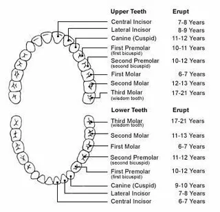 Human Teeth Dental Charts - Bradford Family Dentistry