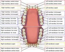 Human Teeth Dental Charts - Bradford Family Dentistry