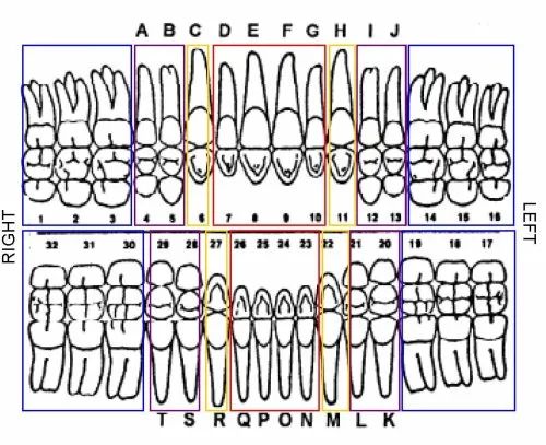 Human Teeth Dental Charts - Bradford Family Dentistry