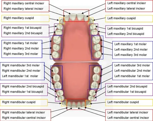 Human Teeth Dental Charts - Bradford Family Dentistry