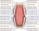 Human Teeth Dental Charts - Bradford Family Dentistry